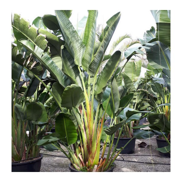 Strelitzia nicolai (Oiseaux du paradis géant) Pot de 80L - 150/175cm Couleur floraison blanc et ...