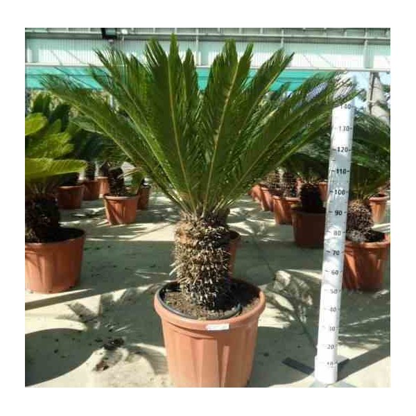 Cycas revoluta (Cycas du japon-Sagou) SPÉCIMEN Taille Pot de 60L ...