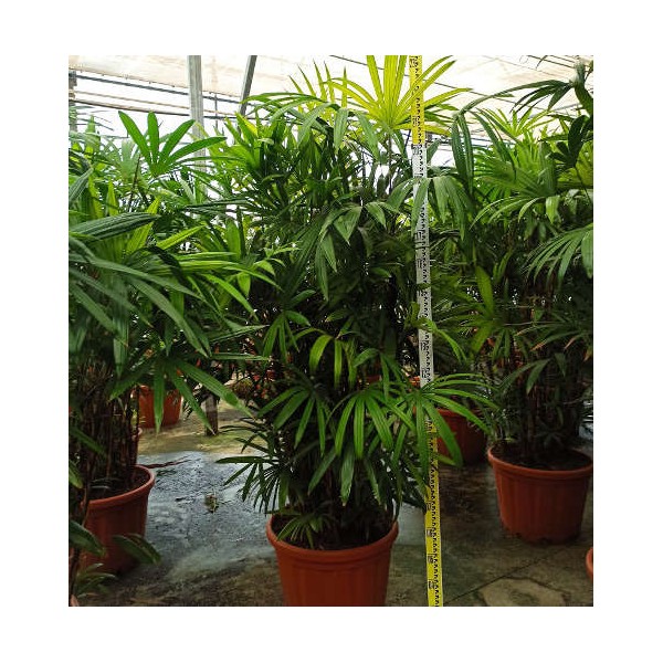 Rhapis excelsa (Palmier bambou) SPÉCIMEN Taille Pot de 80L - 225/250cm