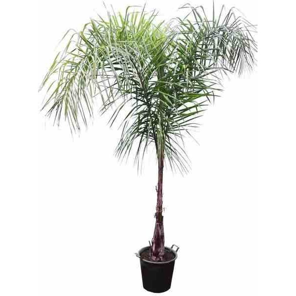 Syagrus romanzoffiana sp. 'Santa Catarina (syn. Arecastrum r.) SPÉCIMEN ...