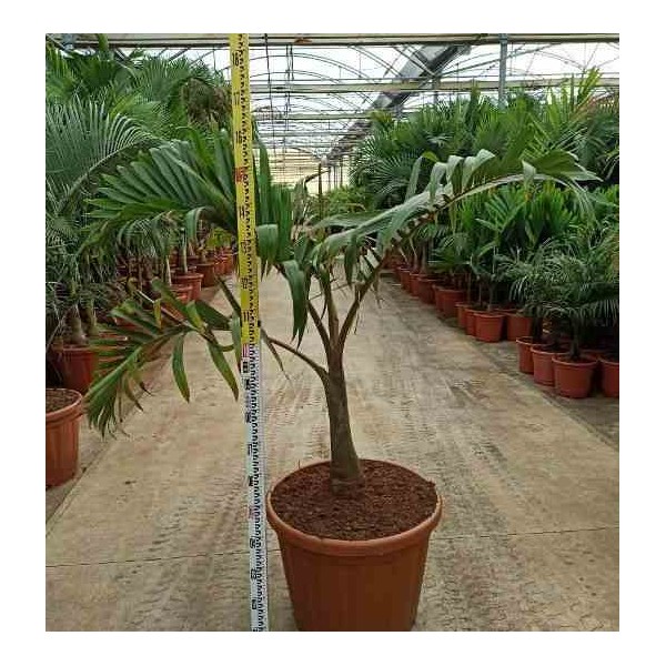 Hyophorbe lagenicaulis (Palmier bouteille) SPÉCIMEN Taille Pot de 40 ...