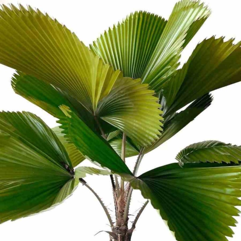 50+ Différents Types De Meilleurs Palmiers (2)