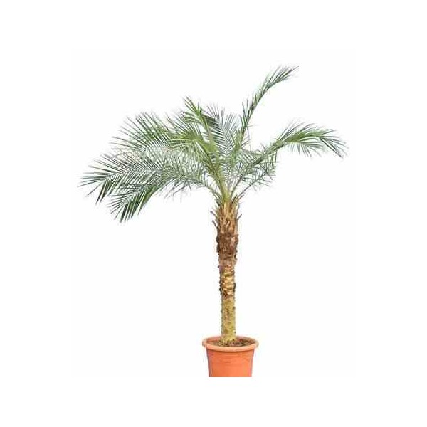 Phoenix roebelenii (Dattier du Laos, palmier dattier nain) SPÉCIMEN ...