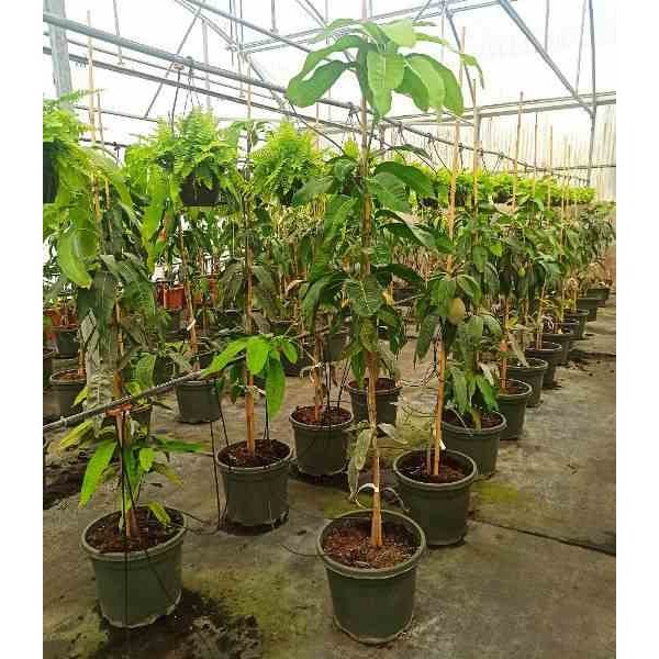 Manguier ADULTE : Mangifera indica var. Osteen Couleur floraison Jaune ...
