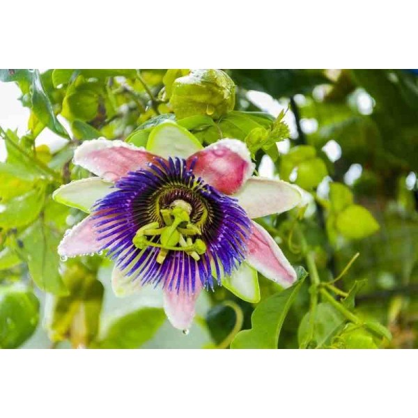 Passiflora edulis var. flavicarpa ADULTE (Fruit de la passion ...
