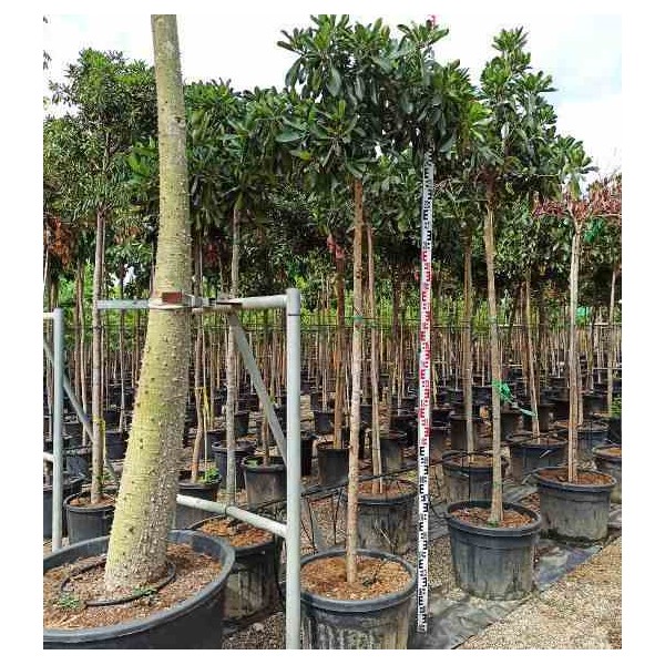 Eriobotrya japonica 'Coppertone' ADULTE (Néflier du japon, bibacier ...