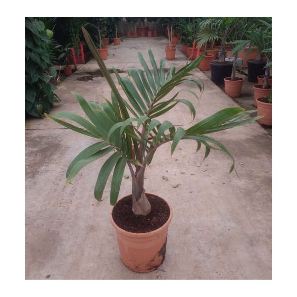 Hyophorbe lagenicaulis (Palmier bouteille) Pot de 40 litres - 140/160 ...