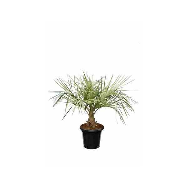 Butia capitata - Palmier à vin ou gelée - Pot 160L - rustiqu Taille Pot ...
