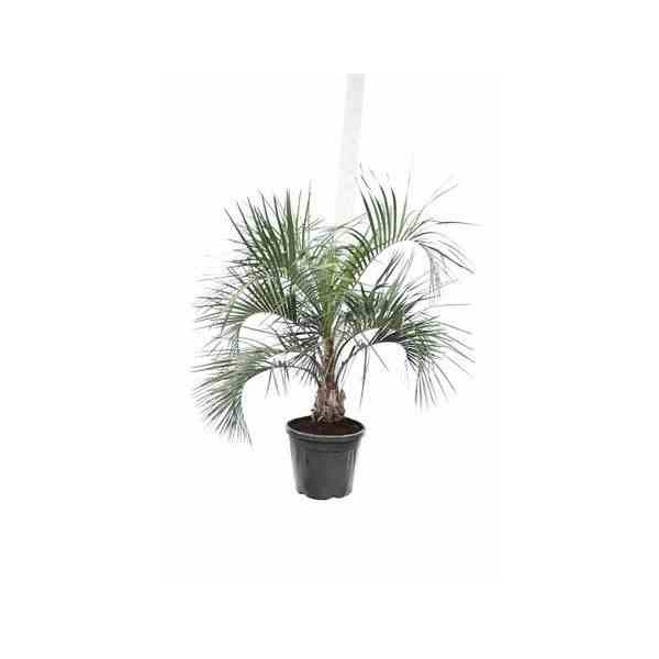 Butia capitata - Palmier à vin ou gelée - Pot 160L - rustiqu Taille Pot ...