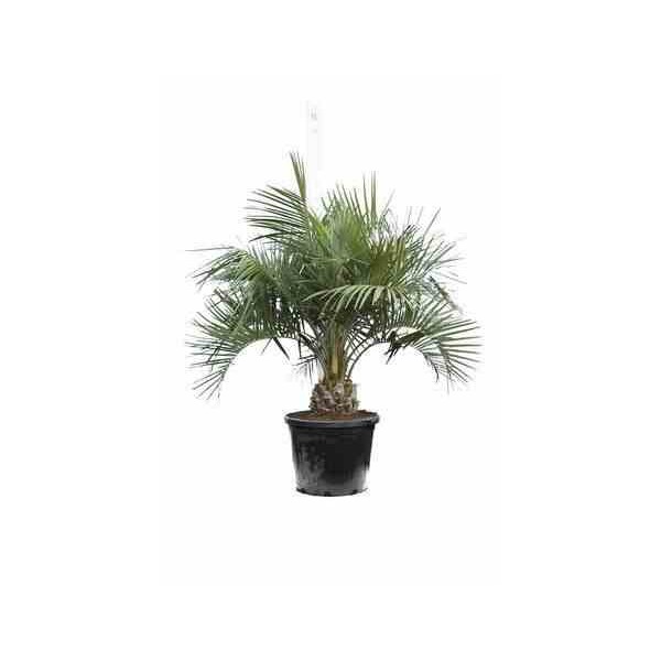 Butia capitata - Palmier à vin ou gelée - Pot 160L - rustiqu Taille Pot ...