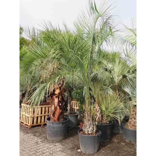 Butia capitata - Palmier à vin ou gelée - Pot 160L - rustiqu Taille Pot ...