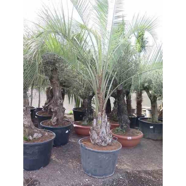 Butia capitata - Palmier à vin ou gelée - Pot 160L - rustiqu Taille Pot ...