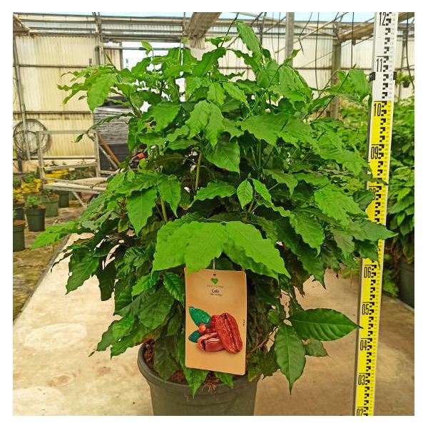 Coffea arabica (caféier) Pot de 2 litres ? 20/30cm Couleur floraison ...