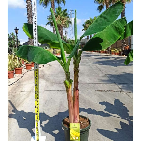 Bananier Musa acuminata cv. SPECIMEN Super Nain Cavendish Couleur ...