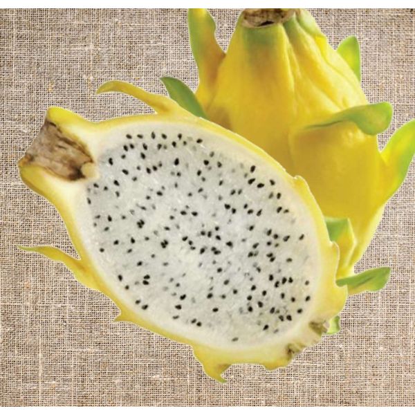 Pitaya : Hylocereus Isis golden jaune vif (Pitaya ou fruit du dragon ...