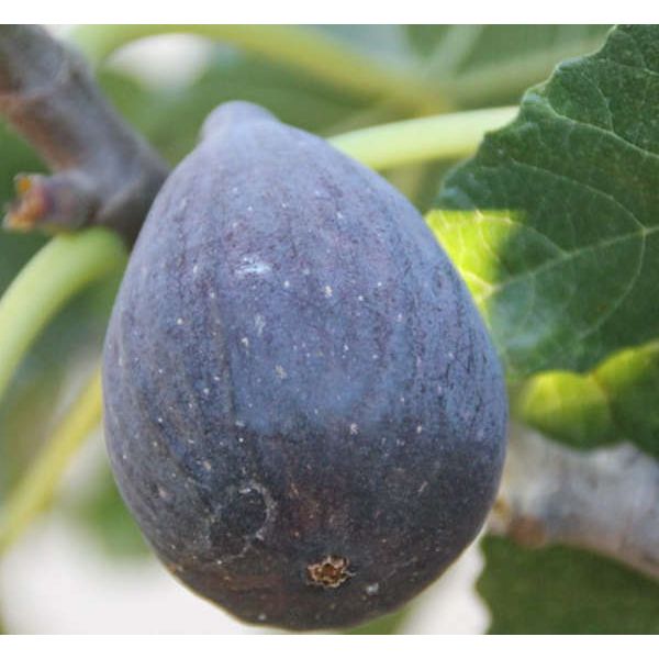 Ficus carica var. Breva noire (figuier productif 2 récoltes au fruit ...