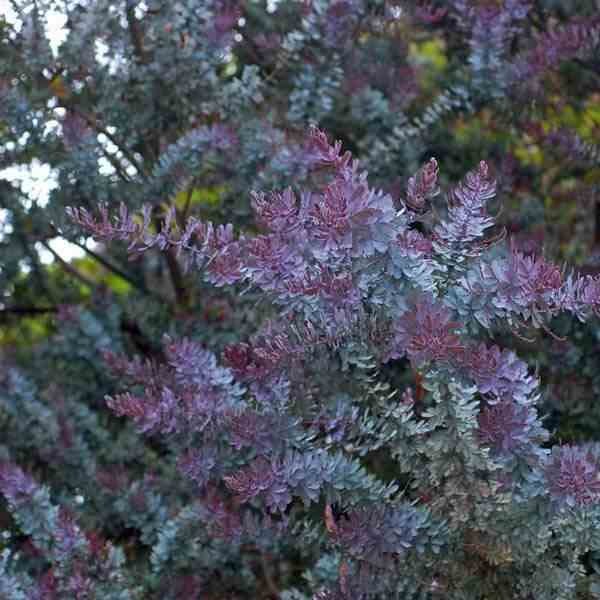 Acacia baileyana 'Purpurea' (Acacia Pourpre De Bailey) Pot de 3 litres ...