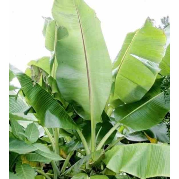 Bananier Musa sikkimensis Pot de 6 litres - 80/100 cm Couleur floraison ...