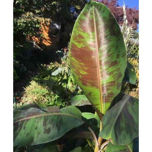 Bananier Musa sikkimensis Pot de 6 litres - 80/100 cm Couleur floraison ...