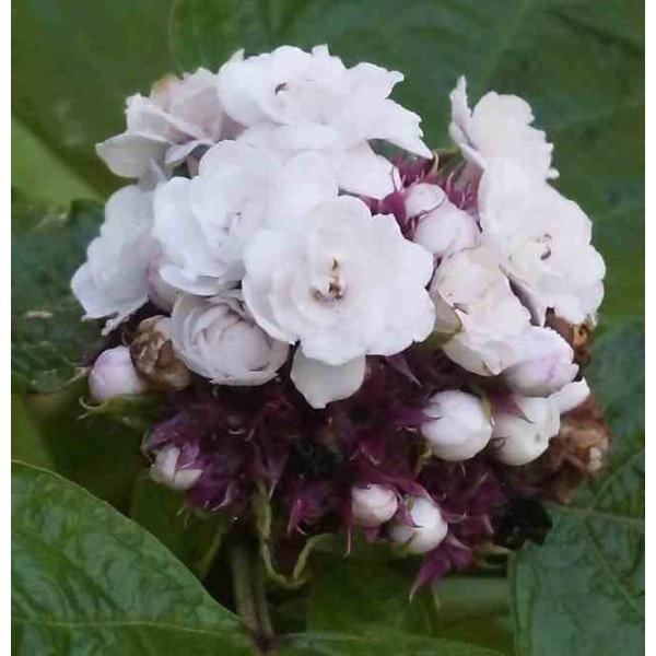 Clerodendrum fragrans (syn. C. philippinum) Pot de 2 litres ? 40/60cm ...