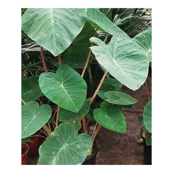 Colocasia esculenta var. Pot de Chine Rose de 2 litres ? 20/30cm Taille ...