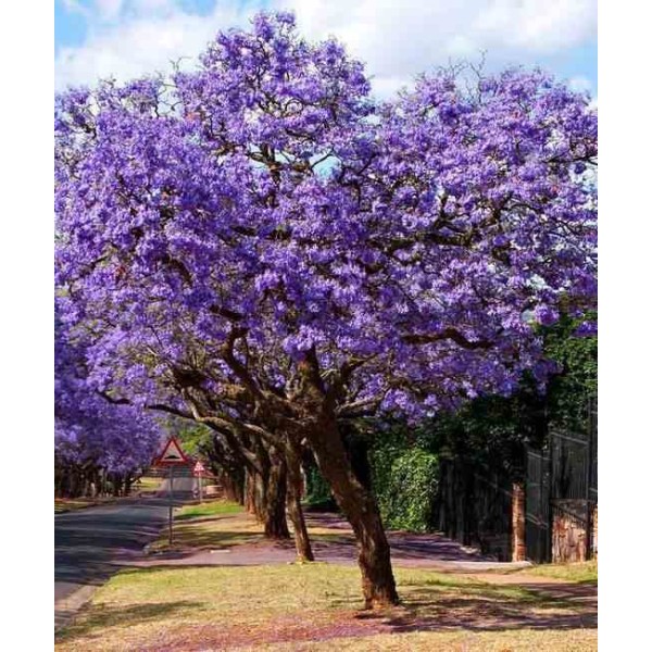 Jacaranda mimosifolia Pot de 15 litres - 180/200 cm Couleur floraison ...