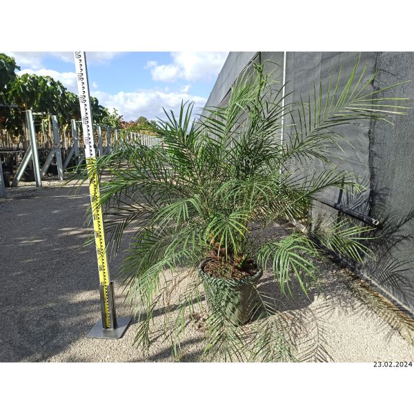 Phoenix roebelenii (Dattier du Laos, palmier dattier nain) SPÉCIMEN ...