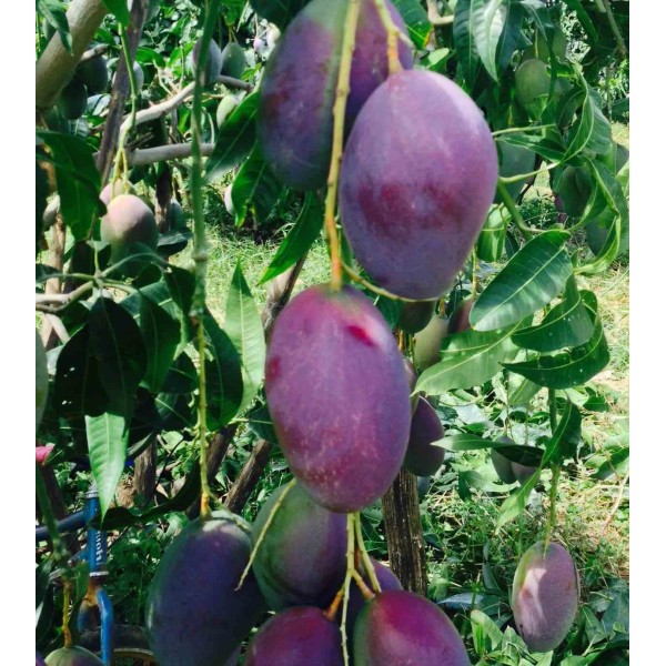 Manguier : Mangifera indica var.Palmer Pot de 7 litres ? 80/100 cm ...