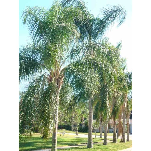 Syagrus romanzoffiana sp. 'Santa Catarina (syn. Arecastrum r.) Pot de ...