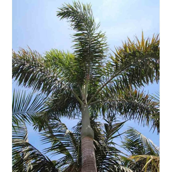 Wodyetia bifurcata (palmier queue de renard) Pot de 45L - 200/250cm ...