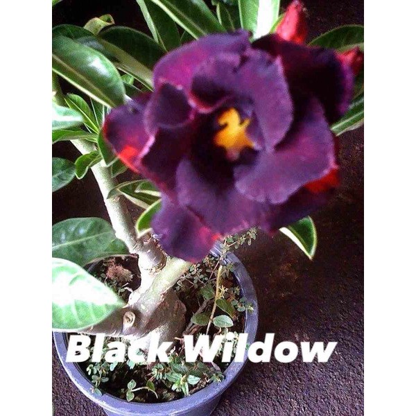 Adenium obesum cv.Sauve noire Caudex d'environ 300g 20/25cm Couleur ...