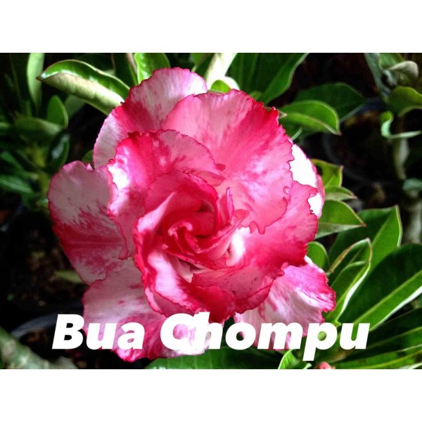 Adenium obesum cv.Buachompu Caudex d'environ 300g 20/25cm Couleur floraison Rose Taille Caudex d ...