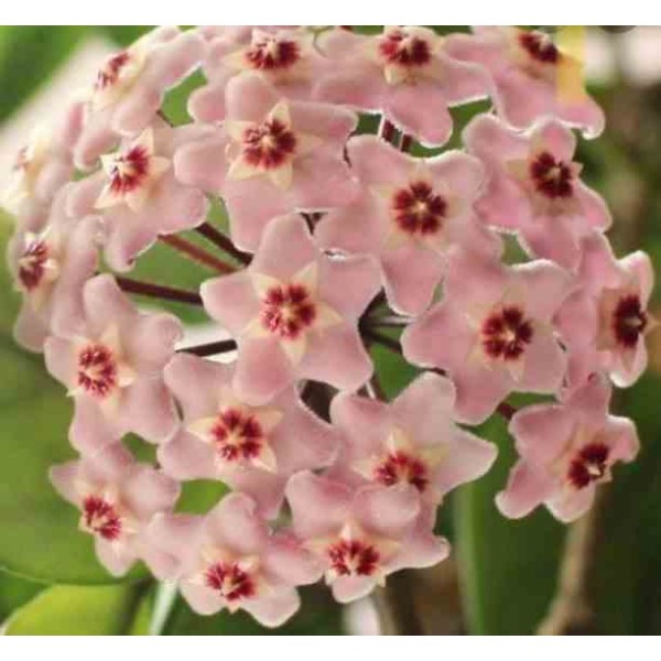 Hoya carnosa (fleurs rose) (Fleur de porcelaine, fleur de cire) Pot de ...