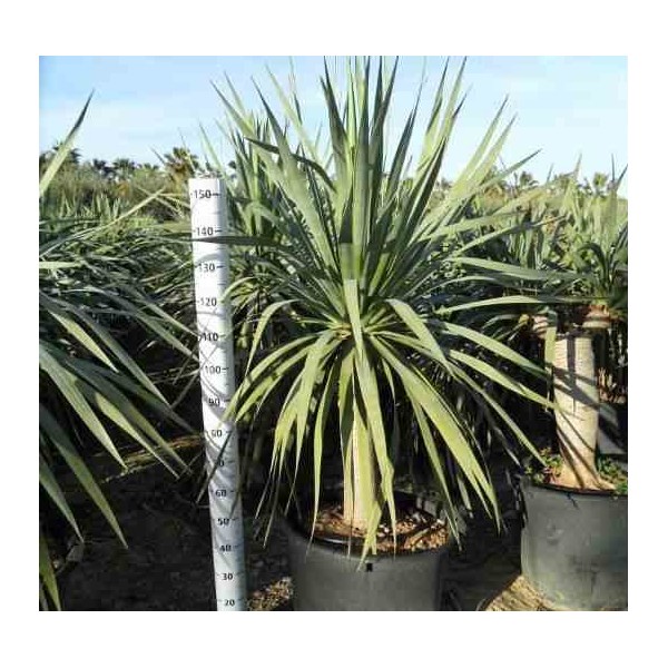 Dracaena draco (Dragonnier des canaries) Pot 350L -225/250cm - tronc ...