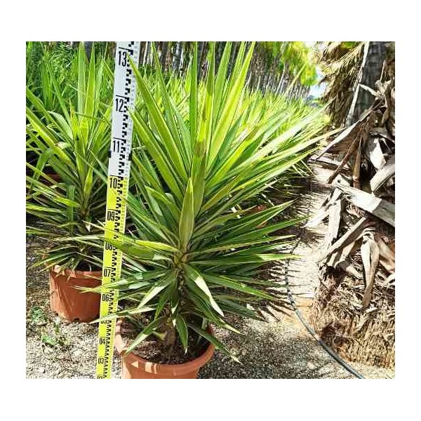 Yucca Elephantipes 'Jewel' (Yucca pied d'éléphant) Pot 130L - 150/175cm Couleur floraison Blanc ...