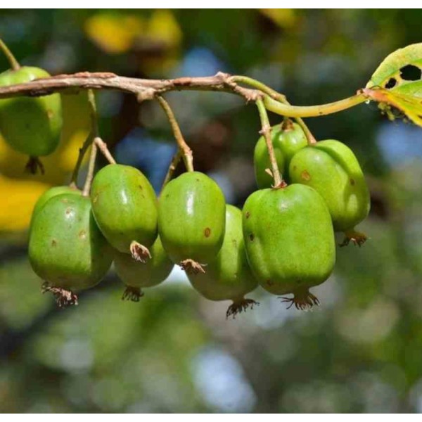 Actinidia kolomikta (kiwi panaché, Kiwi arctique) Pot de 2 litres ? 40 ...
