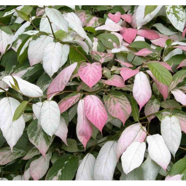 Actinidia kolomikta (kiwi panaché, Kiwi arctique) Pot de 2 litres ? 40 ...