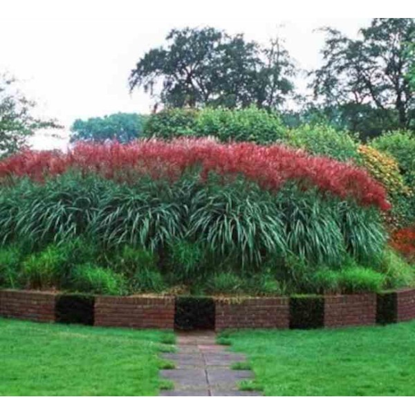 Miscanthus sinensis Ferner Osten (Roseau de Chine, Eulalie) Pot de 10 ...