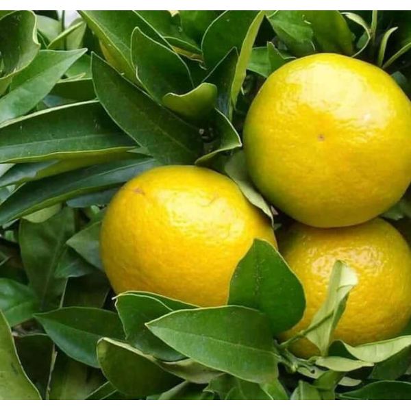 Agrumes Citrus limetta Pursha (citronnier doux, limonette) Couleur ...