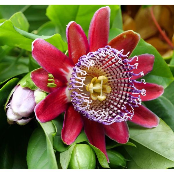 Passiflora quadrangularis (Fruit de la passion (La barbadine ...