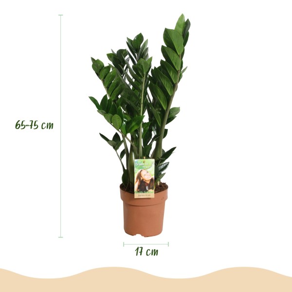 Zamioculcas - Zz Plant - Faible entretien - Vert - Pot 17Cm - Hauteur ...
