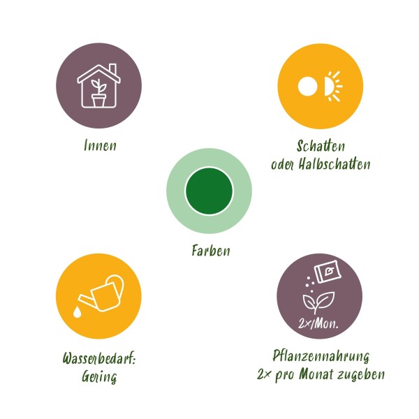 Zamioculcas - Zz Plant - Faible entretien - Vert - Pot 17Cm - Hauteur ...