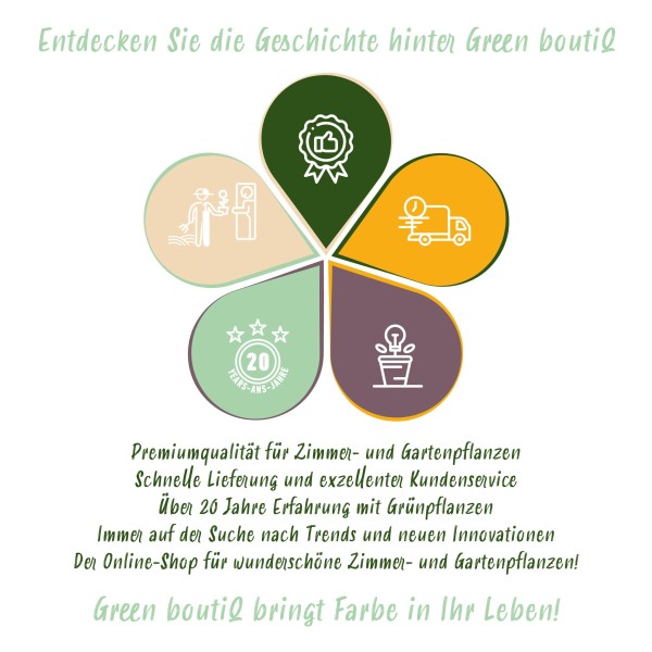 Zamioculcas - Zz Plant - Faible entretien - Vert - Pot 17Cm - Hauteur ...