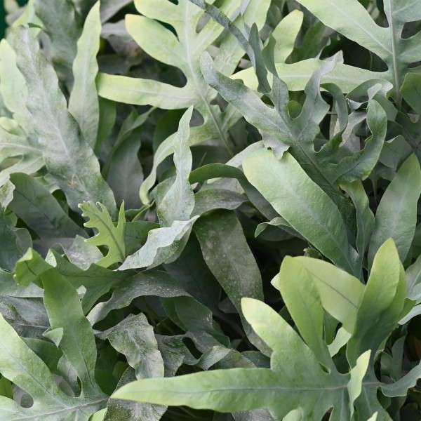 Green Boutiq - Houseplant - Phlebodium Aureum Blue Star - Blue Fern ...