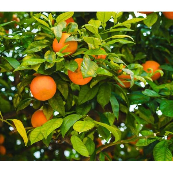 Citrus sinensis var.Valencia Midknigh (oranger gros fruit sans pépins ...