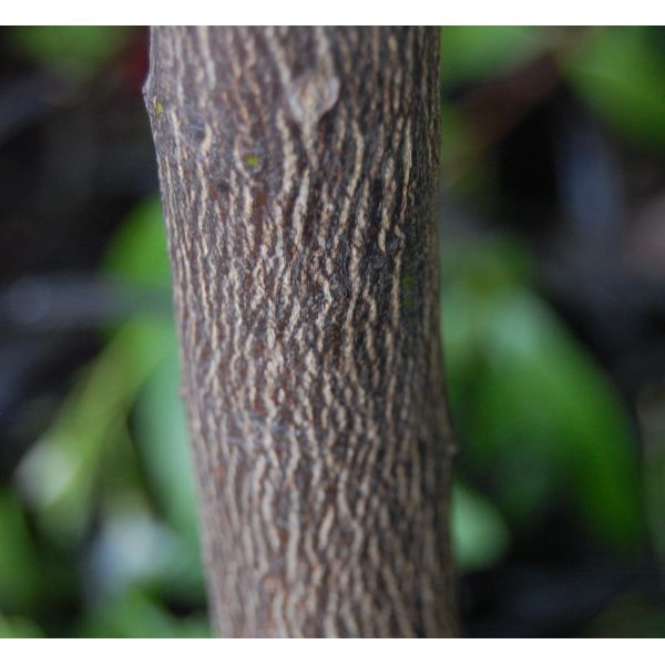Agrumes citrus lipo ( Citrus limon x Citrus paradisii) entre le citron ...