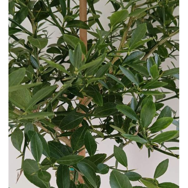 Microcitrus australasica pulpe blanche (Caviar de citron) Taille Pot de ...